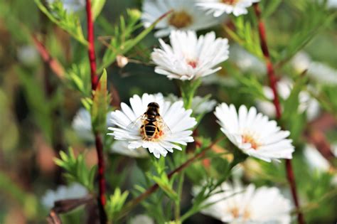 Hover Fly Insect Pollinate Free Photo On Pixabay