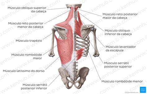 Região Das Costas Anatomia Retoedu