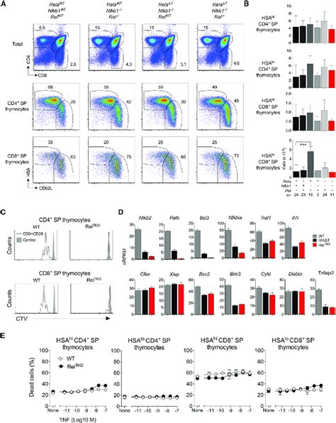 Normal Thymocyte Development And Resistance To Tnf Induced Cell Death