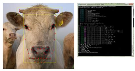 Face Recognition For Cattle Food Traceability Starts With The By