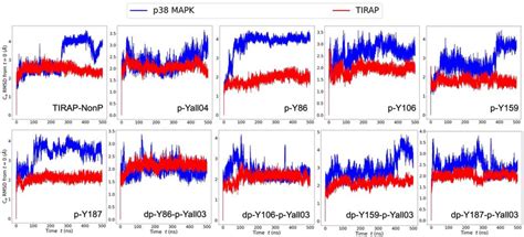 The Root Mean Squared Deviations Rmsd Of P38 Mapk And Phosphorylated Download Scientific