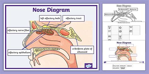 Nose Diagram Activity Pack Professor Feito Twinkl