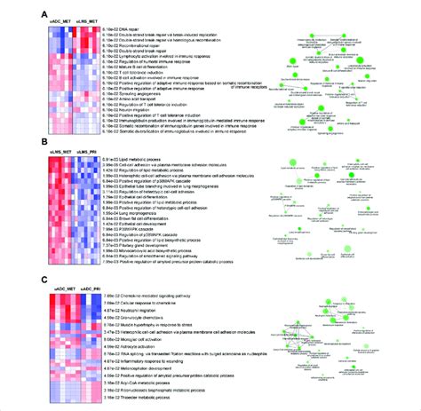 Pathway Analyses Of Transcriptional Profiling At The Itf Of Metastatic