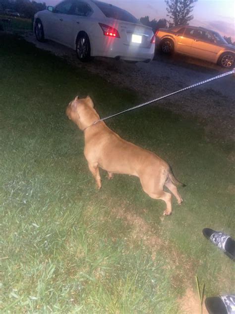 Abkc Registered R Americanbully