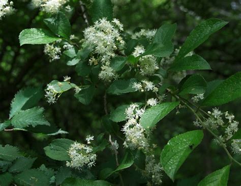 四季の山野草サワフタギ