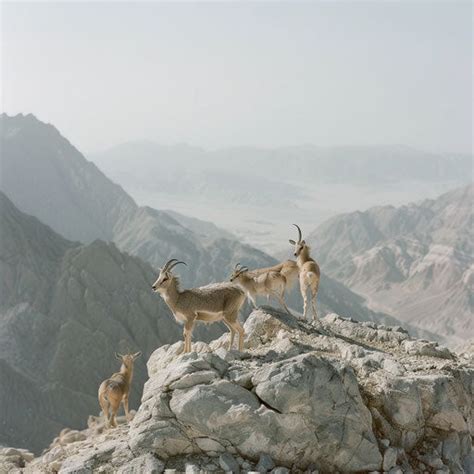 Jebel Jais Exquisite Nature Artwork Imagella