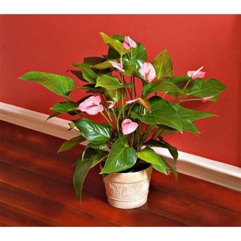 Jual Tanaman Hias Bunga Anthurium Mini Pink Tanaman Hidup Shopee
