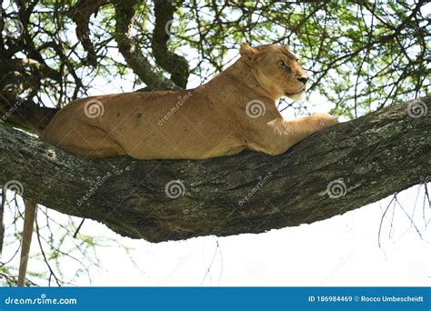 Lioness Tree Climbing Serengeti Lion Safari Portrait Stock Image Image Of Pure Juvenile