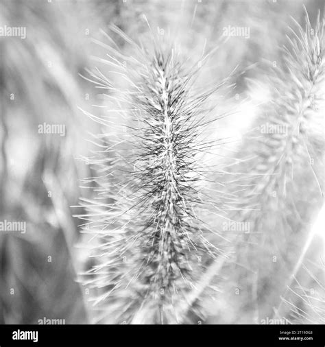 Decorative Ornamental Grass In Close Up Of The Seed Heads Seen In