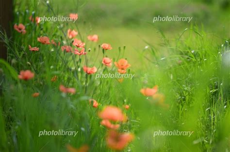Photolibrary