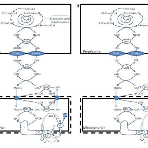 Functional Interplay Between Peroxisomes And Mitochondria In The