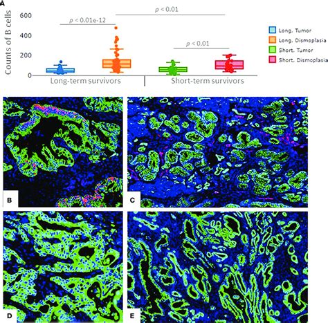 The Expression Of B Cells In The Validation Cohort Of Samples A Download Scientific Diagram
