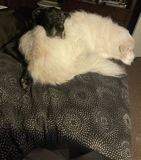 My Dane Thinks Her Sister Is Just A Big Pillow Rgreatpyrenees