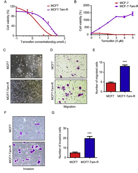 Figure 2 From Mcamcd146 Promotes Tamoxifen Resistance In Breast Cancer