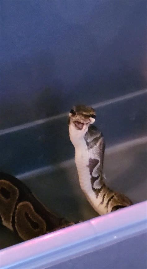 My Ball Python Tie R Ballpython