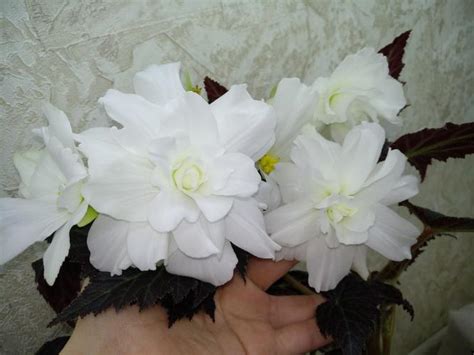 бегония illumination white - Land Flowers