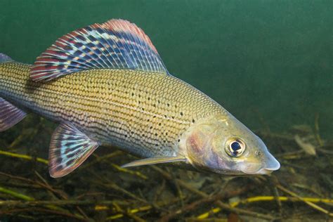 Obfitość ryb na północy kraju Gatunki ryb w fiordach Norwegii