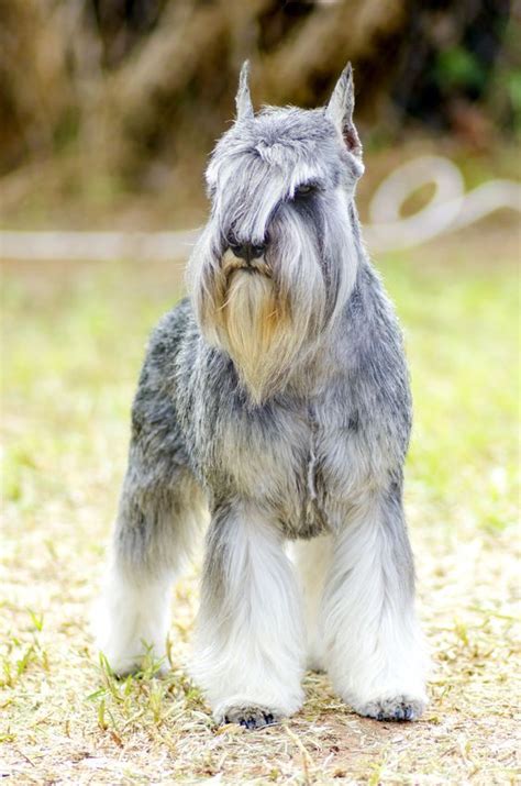 42 Best Miniature Schnouzer Images On Pinterest Mini Schnauzer Miniature Schnauzer And Minis