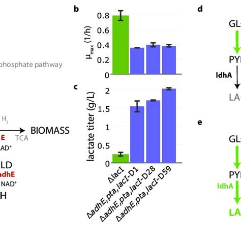 Overview Of E Coli Mixed Acid Fermentation Metabolism Knockout