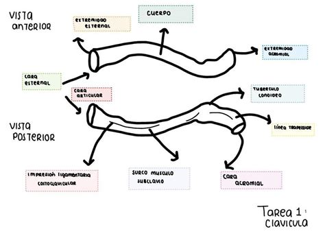 Anatomía Clavicular Valeria Michell Barajas Udocz