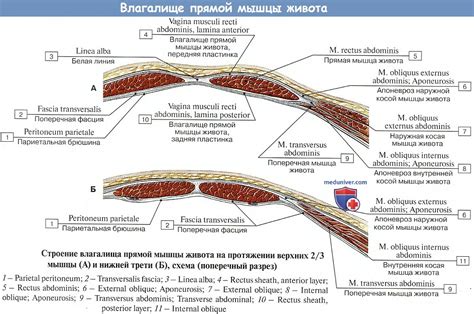 Как выглядит влагалище девственницы фото