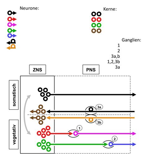1 1 2 1 Nervensystem Grundlagen Aufbau Des Vegetativen Nervensystems Somatisches Und Vegetatives