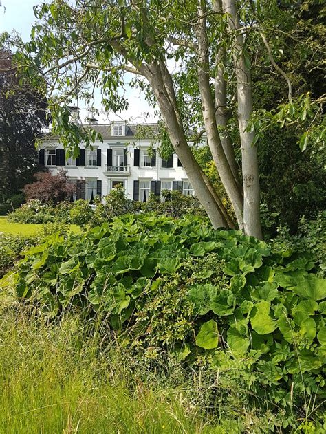 Pesitas Hybricus Groot Hoefblad Buro Frederike