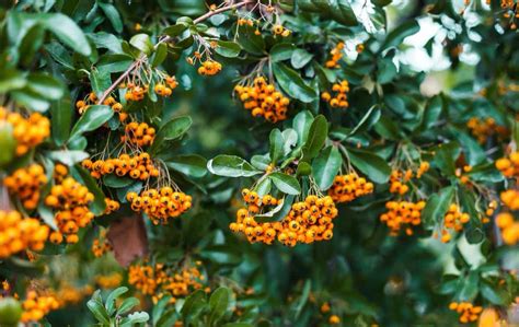How To Control Berry Bush Pests Naturally How To Get Rid Of Them With