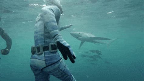 Shark Week GIF By Discovery Europe Find Share On GIPHY