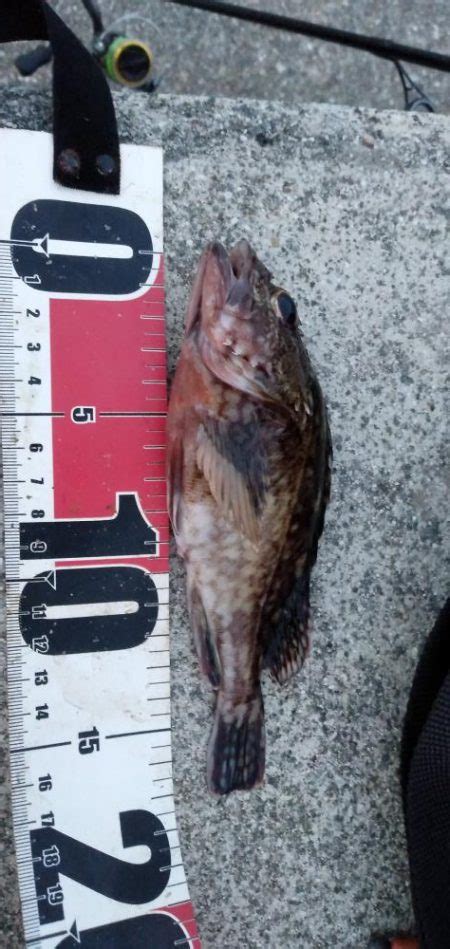 メバリング 兵庫県瀬戸内海側 東二見人工島 メバリング メバル 陸っぱり 釣り・魚釣り 釣果情報サイト カンパリ