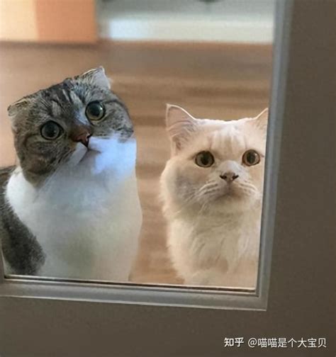 真正被你“养熟”的猫，通常有这10大表现，装不出来的！ 知乎