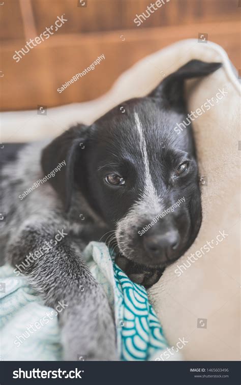White Blue Heeler Dog