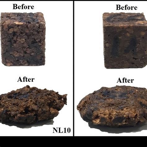Compressive Modulus Of Nl10 Nl25 And Hp130 Before And After Immersion Download Scientific