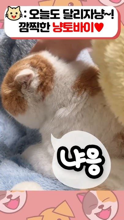 오늘도 달리자냥😸 깜찍한 고양이 오토바이💖 Shorts Youtube