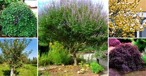 16 Popular Usda Zone 8 Trees To Consider Planting Today