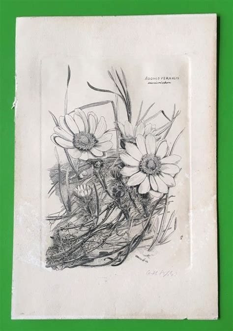 Kupferstich Adonis Vernalis Von Erich Seiffert 1898 1944 Gebraucht