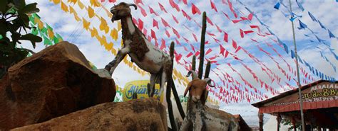 Festa Do Bode Rei 2024 Easy Travel Shop