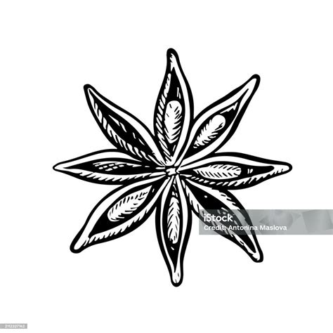 스타 아니스 손으로 그린 벡터 일러스트 레이 션 Badian 허브 향기 부엌 향신료 아니스 별 향기로운 뜨거운 향신료 낙서 만화 스타일의 잉크 스케치 흰색 배경 종이에 펜