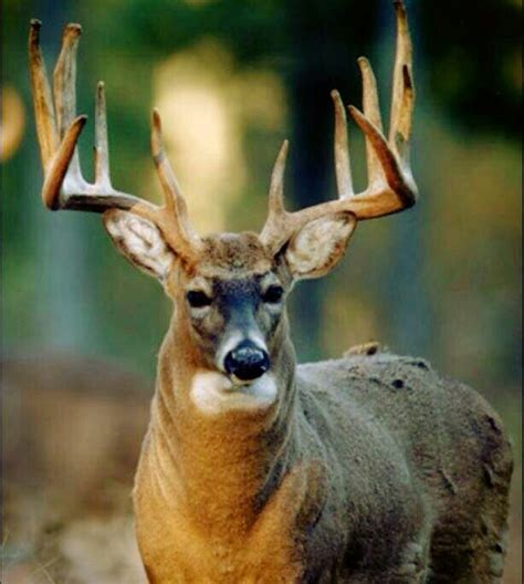 Pin By Scannedone On Amazing Big Deer Whitetail Deer Pictures