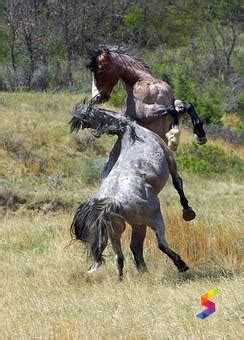 Define Feral, Feral Meaning, Feral Examples, Feral Synonyms, Feral ...