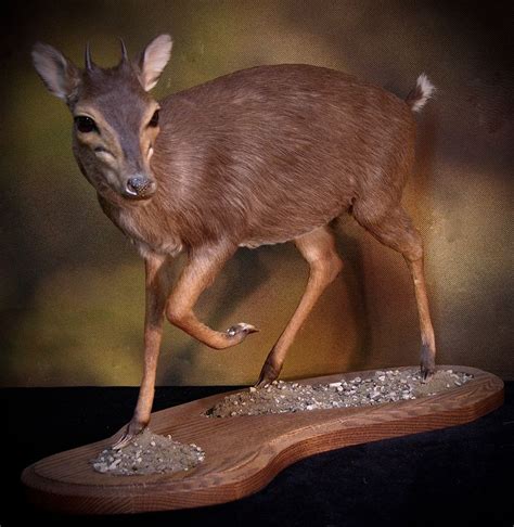 The Smallest Antelope Require Extreme Detail