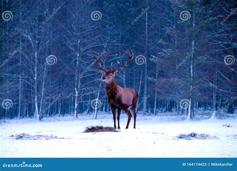 Twelve Pointer In Winter Stock Image Image Of Background 164174423