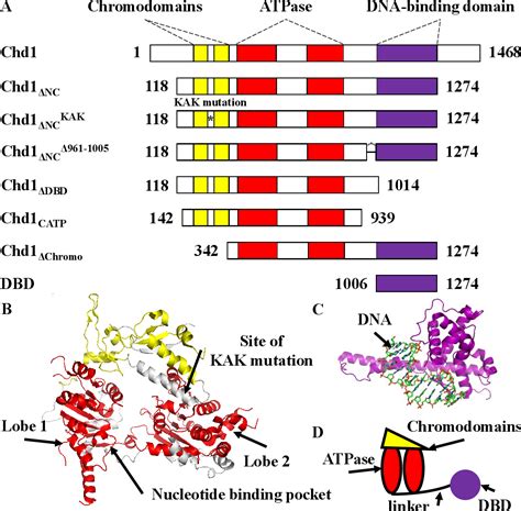 Study Of The Chromatin Remodeler Chd1 And Its Interactions With