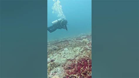 Razorfish Sycronized Swimmers Fishing Divng Indonesia Ocean Fish