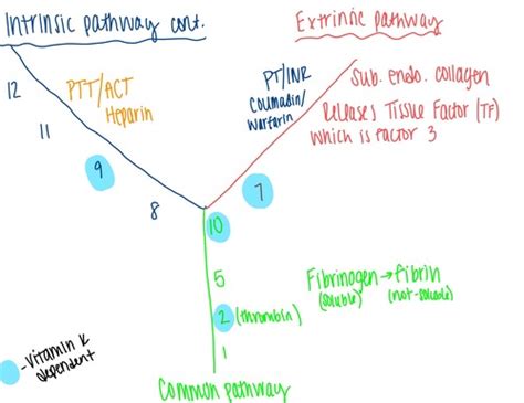 Coagulation Flashcards Quizlet