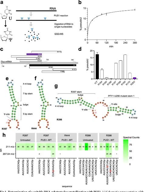 Figure 1 From The Structural Basis Of Mrna Recognition And Binding By Yeast Pseudouridine