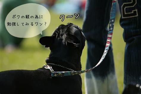 ドッグトレーナー資格の種類！｜なるよ！