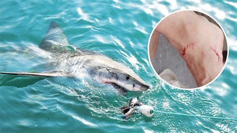 La Región Española Que Tiene Más Tiburones En Sus Playas Hay Que