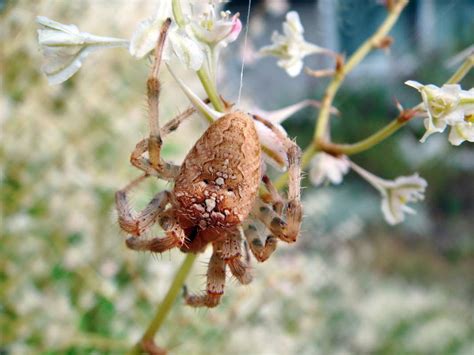 Паук крестовик Паук крестовик Фотография на