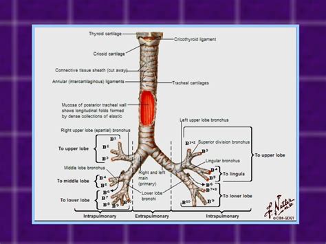 Anatomía Seccional Segmentación Pulmonar